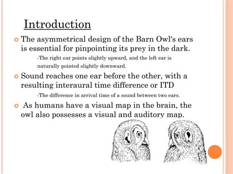 Ppt Sound Localization In The Barn Owl Maybe Relation To Vision Powerpoint Presentation Id
