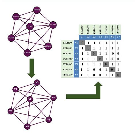 Seven Proteins Form Saccharomyces Cerevisiae And Their Adjacency Matrix