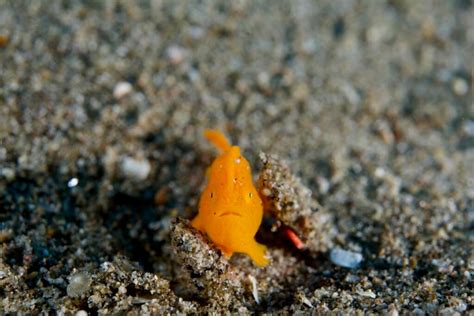 Apo Island And Dauin Diving