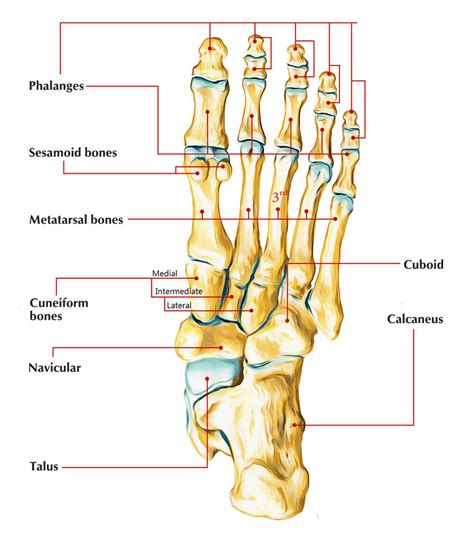 Sesamoid Bones Earths Lab