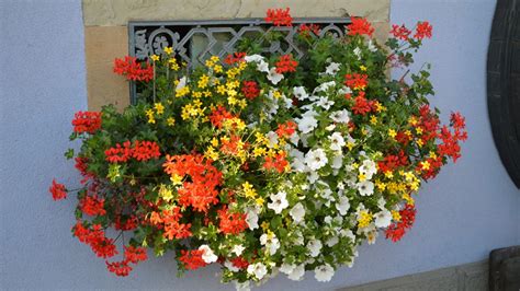 Famille Spitz Radfahren Im Elsass
