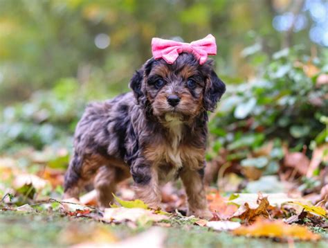 Sadie Cuddly Companions