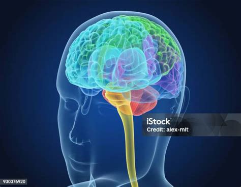 내부 구조 의학적으로 정확한 3d 그림 Xray 두뇌 해부학 감각 지각에 대한 스톡 사진 및 기타 이미지 감각 지각 건강관리와 의술 다리뇌 Istock