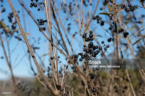 음식 베리 새는 작은 벚꽃이나 야생 덤불을 체리 새에 의해 먹는 쓴 검은 과일과 함께 자연에서 화창한 날에 외부 공원 가을에