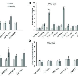 Tissue Specific Expression Pattern Of CYP6AE43 And CYP321A7 In