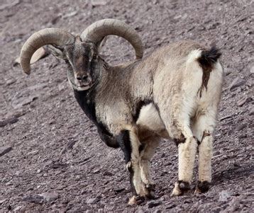 Chinese Blue Sheep Ftw Ranch