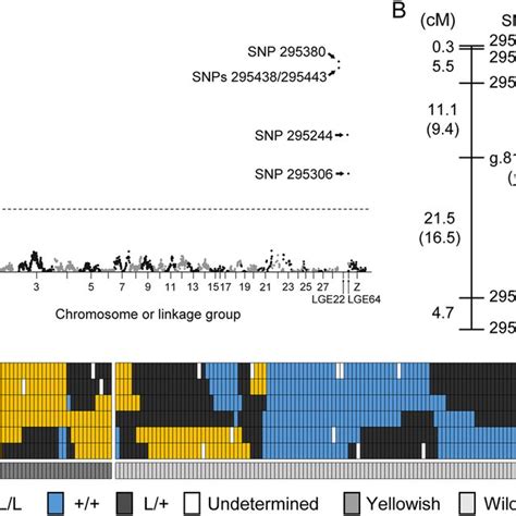 Case Control Association Test And Genetic Mapping A Manhattan Plot