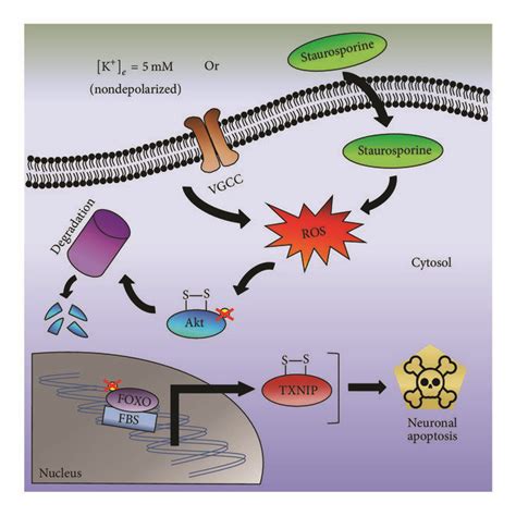 Schematic Representation Of The Effect Of Apoptotic Conditions On The