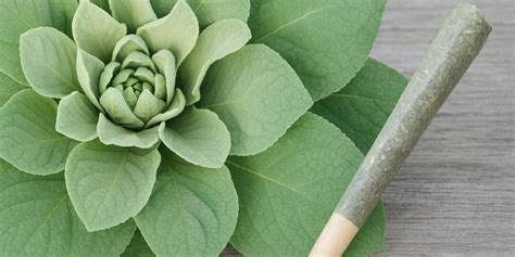 Benefits Of Smoking Mullein Smoking That Is Good For Your Lungs The