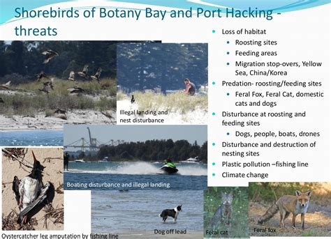 Shore Birds Of Botany Bay And Port Hacking Oatley Flora And Fauna Conservation Society