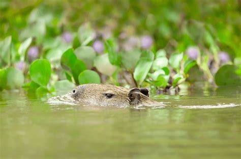 Hundred Capybara Swim Royalty Free Images Stock Photos Pictures Shutterstock