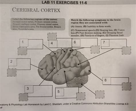 Solved Lab 11 Exercises 11 6 Cerebral Cortex Label The