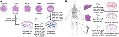 Chemical Reprogramming For Cell Fate Manipulation Methods Applications And Perspectives Cell