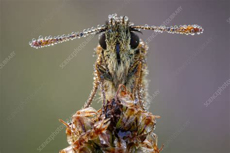 Small Skipper Stock Image C057 4357 Science Photo Library