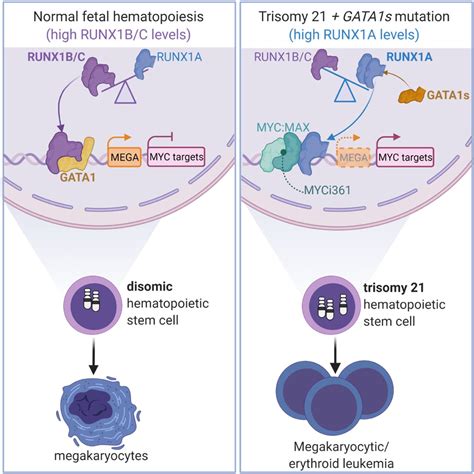 Hematopoiesis Leukemia