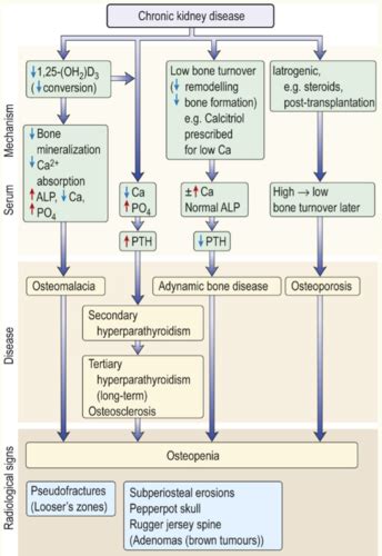 Urogenital Chronic Kidney Disease Flashcards Quizlet
