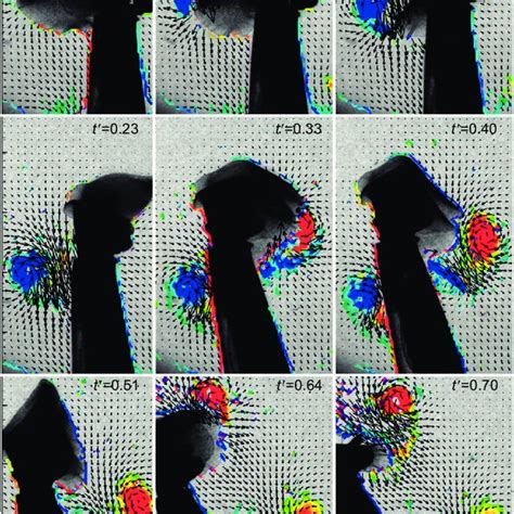 Flow Field Time Sequence Of The Velocity And Vorticity Fields Download Scientific Diagram