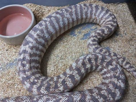 Black Headed Python Jenbert Pythons