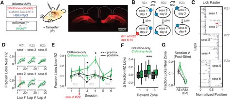Local Feedback Inhibition Tightly Controls Rapid Formation Of Hippocampal Place Fields