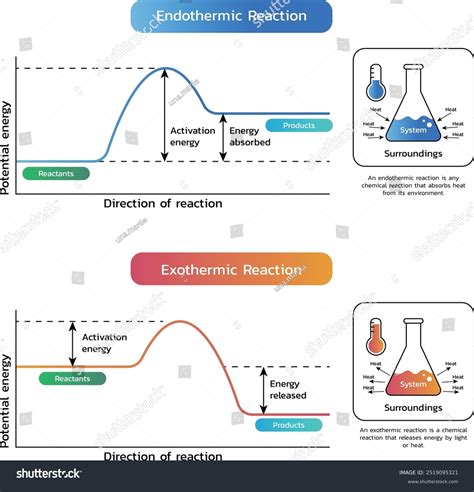 Exothermic Endothermic Reaction Diagram Physical Process Stock Vector