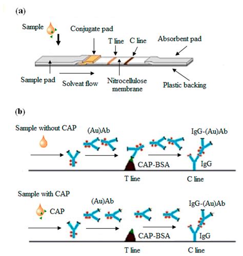 Sensors Free Full Text Rapid Detection Of Chloramphenicol Residues