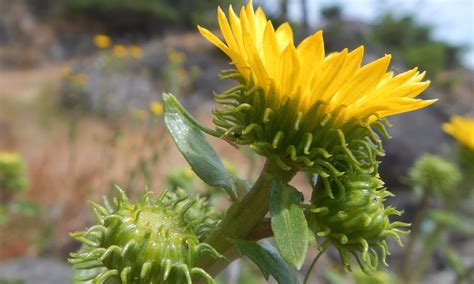 Plant Feature Oregon Gumweed Mayne Island Conservancy