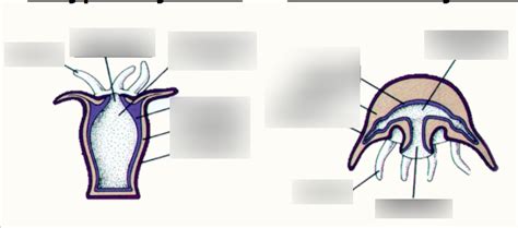Biol 1407 Lab Practical Diagram Quizlet