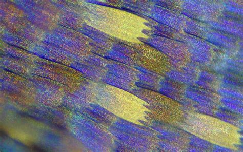 What Is The Right Microscope If Possible 300 For Me I Want To Be