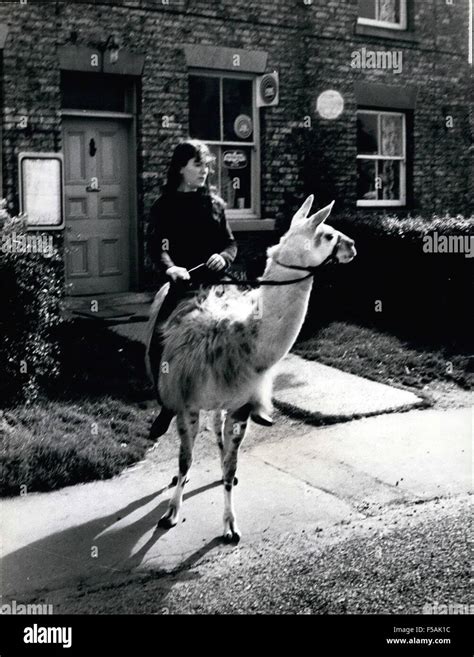 1968 Julie Rides To The Millage By Llama Trotting Along The Lanes