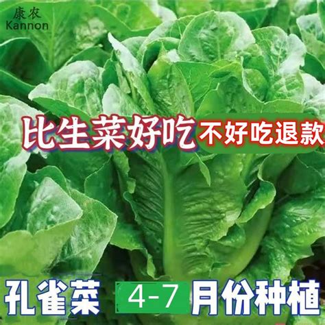 孔雀菜种子罗马生菜种孑四季沙拉菜种籽四季种植耐寒阳台盆栽蔬菜 虎窝淘