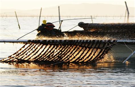 해남군 고품질 김 생산 지원 확대…15종 사업에 153억 투입 나무뉴스