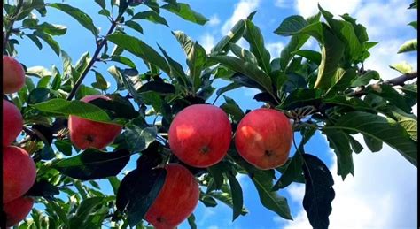 铜川印台： 早熟苹果迎丰收 果农田间采摘忙凤凰网陕西 凤凰网