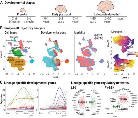 Single Cell Analysis Of Prenatal And Postnatal Human Cortical