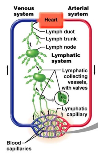 Anp Ch20 Lymphatic System Flashcards Quizlet