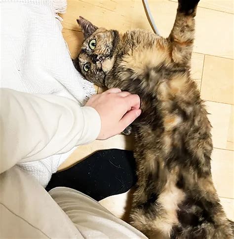 捕獲した外猫リリースできず困った預かりボランティアに心を開きあおむけ寝相性ピッタリの飼い主さんが見つかり家猫さんにまいどなニュース