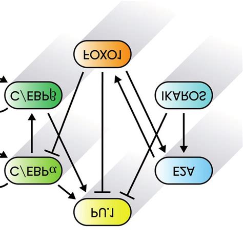 Gene Regulatory Networks Controlling Lymphoid Cell Differentiation Download Scientific Diagram