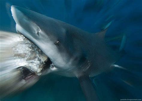 Обитатели подводного мира