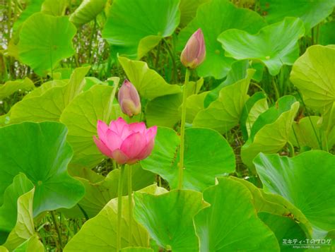 伊佐沼ヨシゴイに会いに行きましたミキティTのブログ