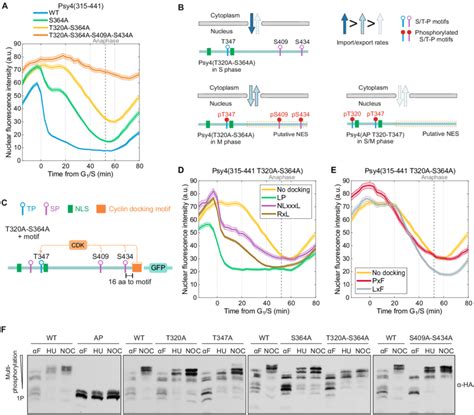 Combined Mutations Generate A Mitotic Localization Switch A The