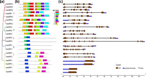 Phylogenetic Relationship Gene Structure And Conserved Motif Analysis Download Scientific
