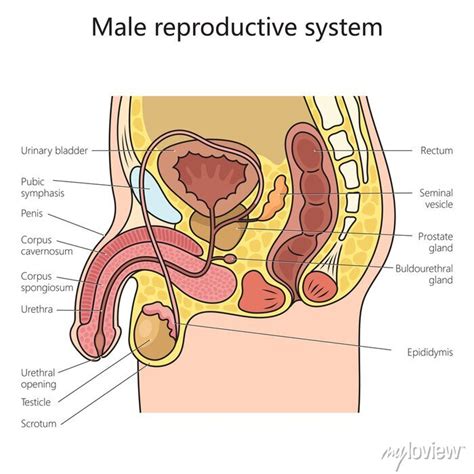 Male Reproduction System Structure Diagram Schematic Raster