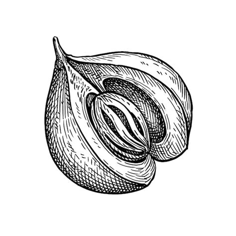 Premium Vector Nutmeg Fruit Ink Sketch