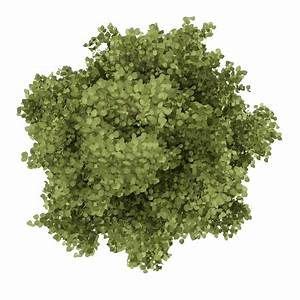 Pattern Plan View Png Yahoo Image Search Results Tree Photoshop Tree Plan Photoshop