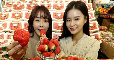 유명 산지에서 수확한 신선한 딸기