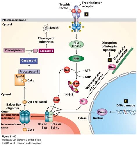 Biology Flashcards Key Terms And Definitions From Lecture 25 Flashcards Quizlet
