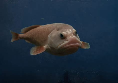 Are Blobfish Endangered
