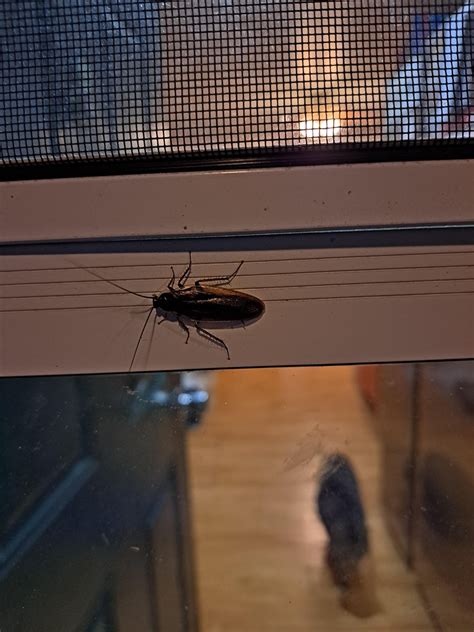 What Is This Tiny Bug Rwhatisthisbug