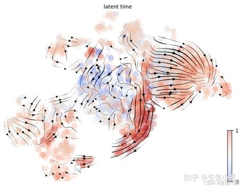 单细胞分析（16）—— Rna Velocity 分析流程 Rna速率实操的干货内容 知乎