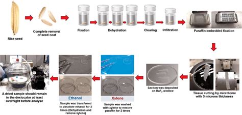 Illustration Of Sample Preparation The Figure Shows Paraffin Embedding