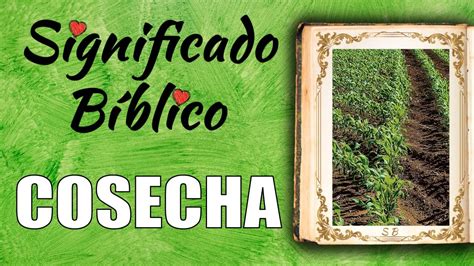 Cosecha Significado Bíblico ¿qué Significa Cosecha En La Biblia 🙏